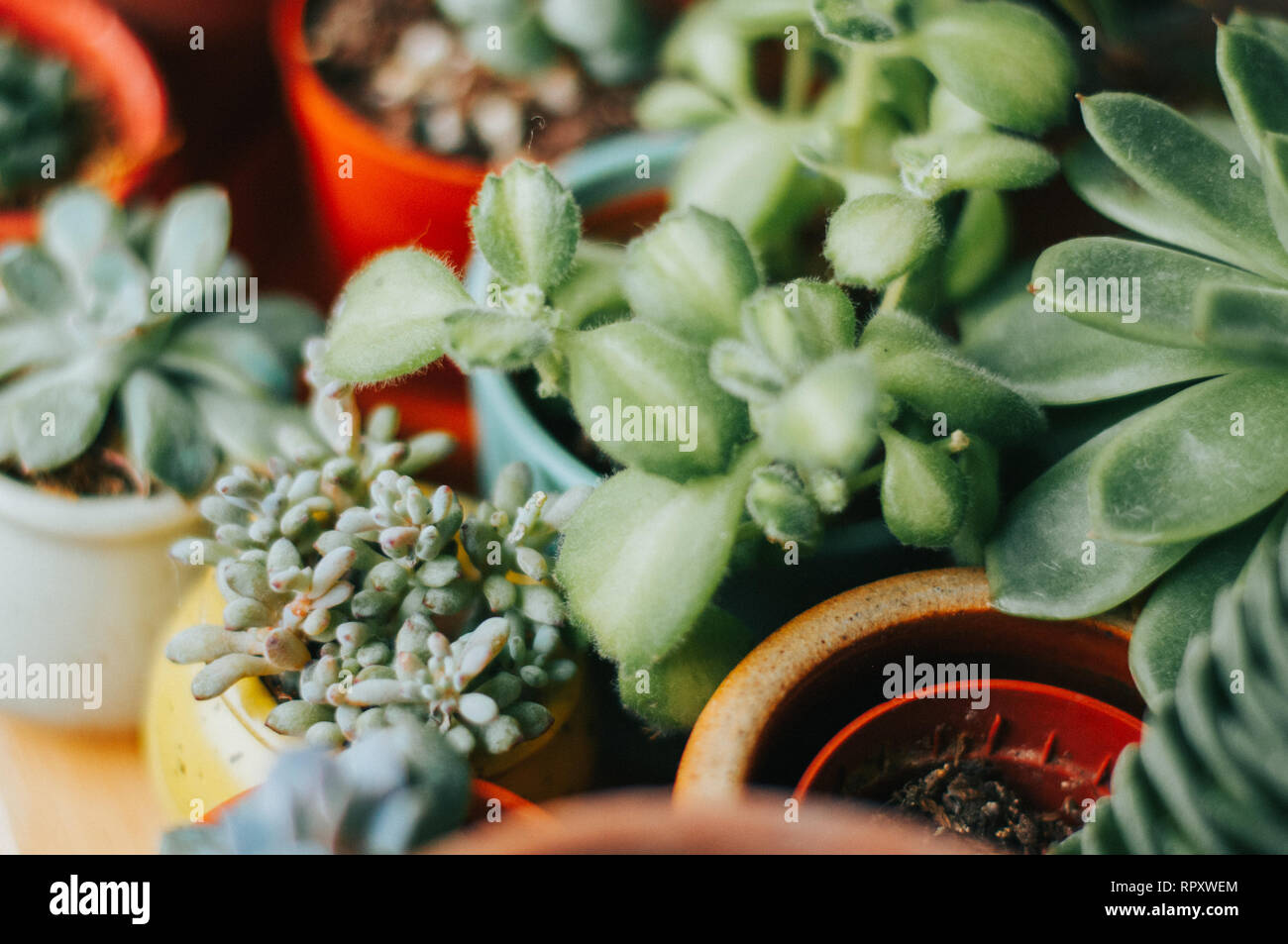succulent plants by the window. A variety of different succulent plants ...