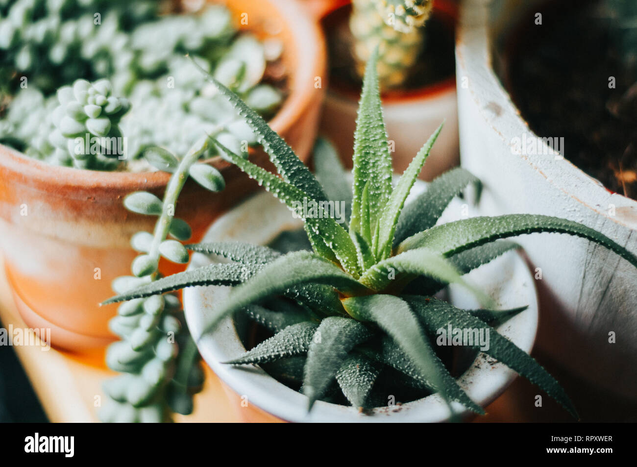succulent plants by the window. A variety of different succulent plants ...