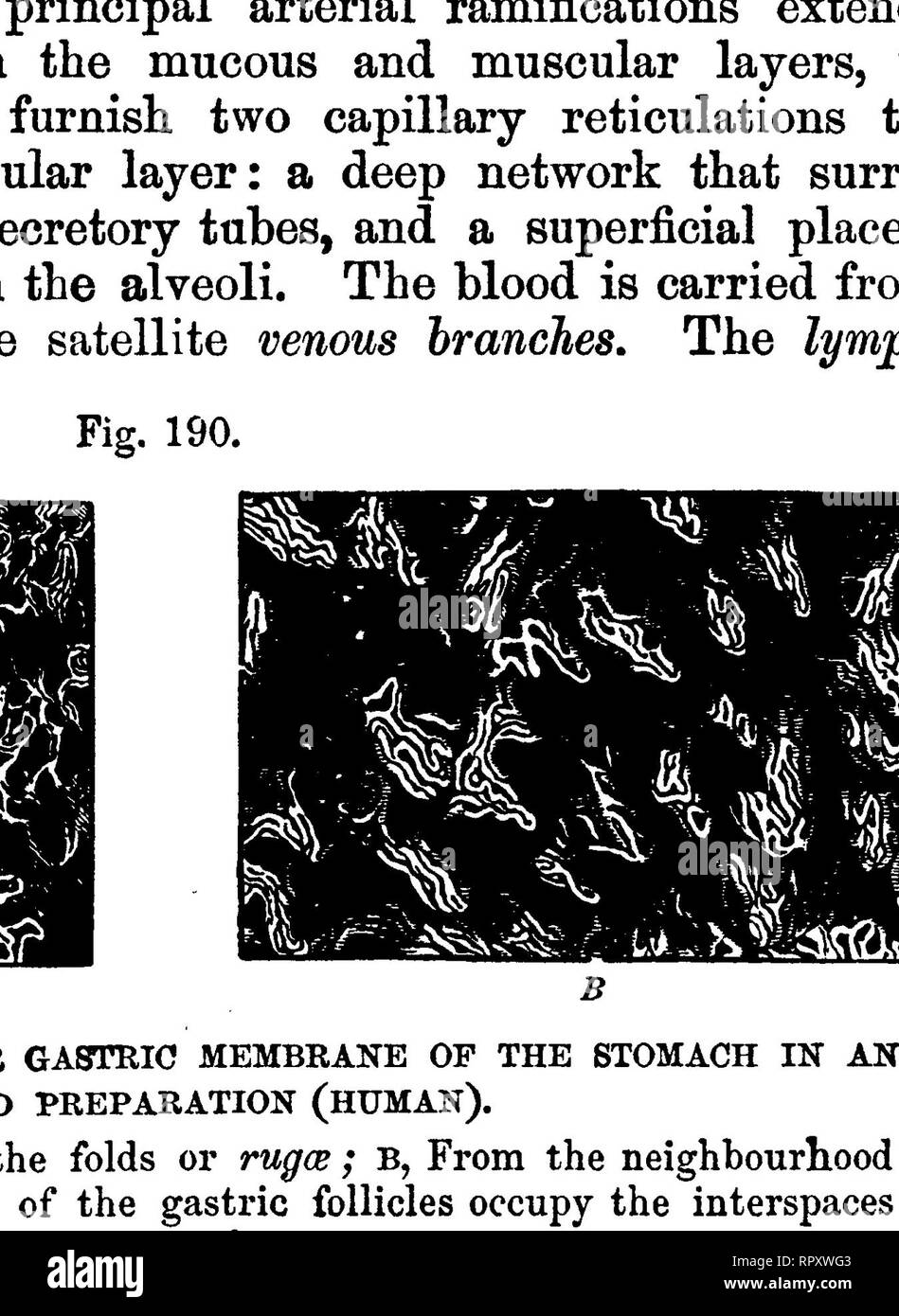 . The comparative anatomy of the domesticated animals. Veterinary ...