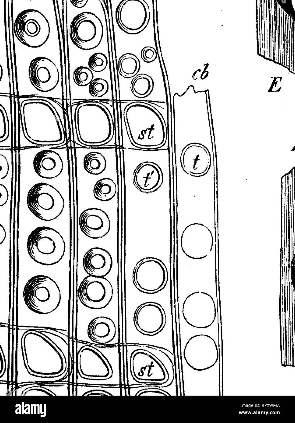 . Text-book of botany, morphological and physiological. Botany. 26 ...