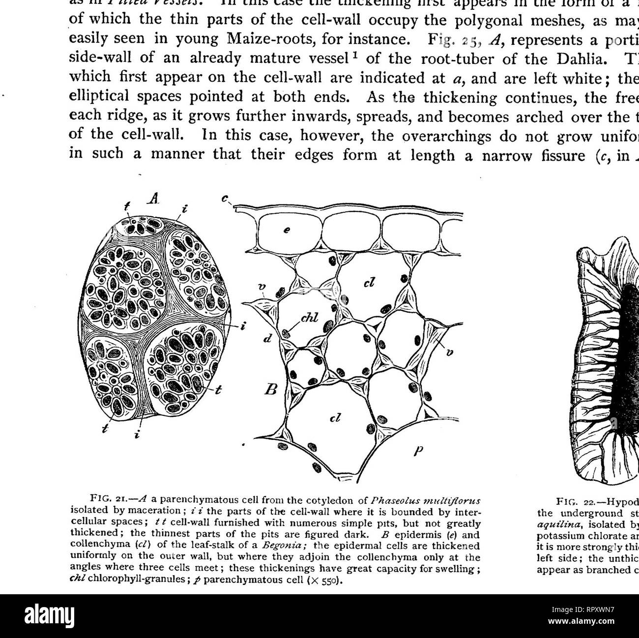 . Text-book of botany, morphological and physiological. Botany. THE ...