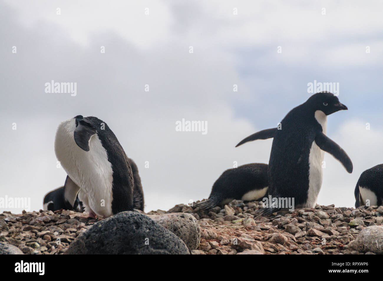 Penguins adelie colony iceberg background hi-res stock photography and ...