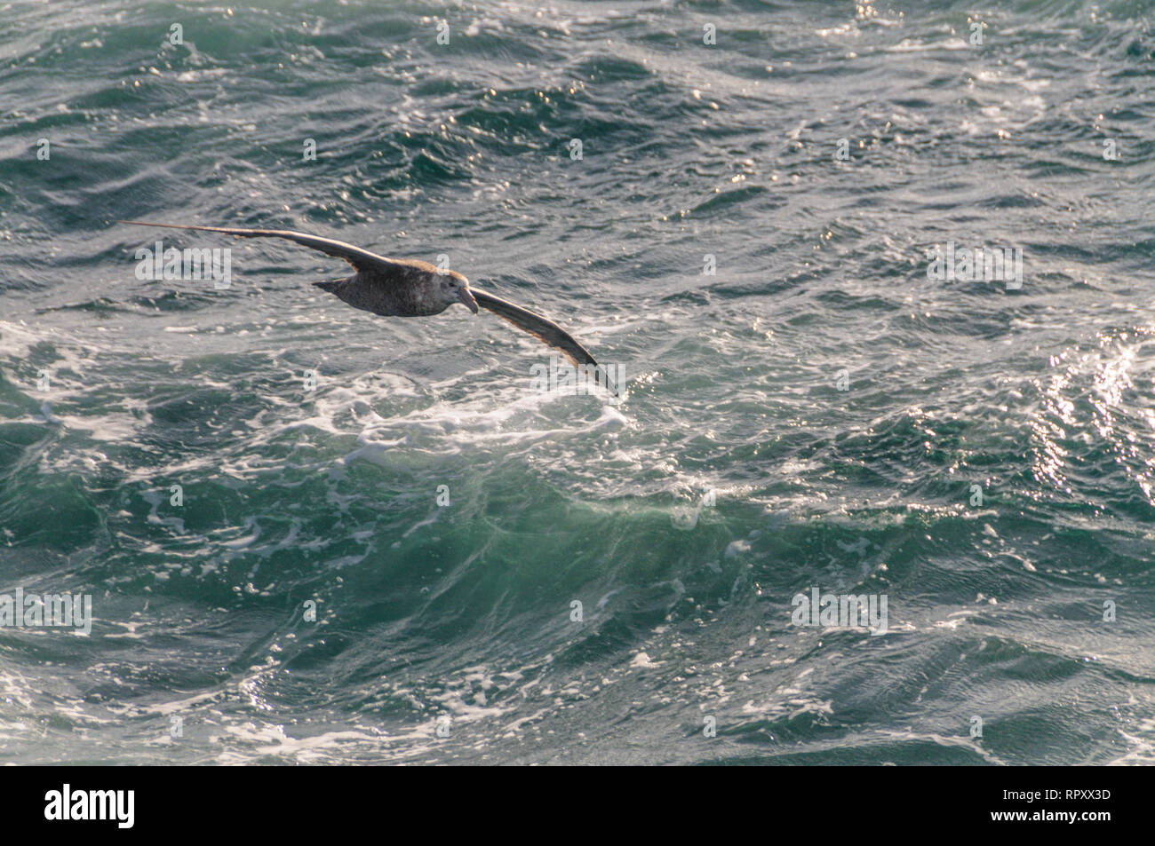 A Southern Giant Petrel in Flight Stock Photo - Alamy
