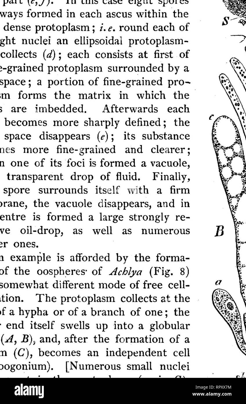 . Text-book of botany, morphological and physiological. Botany. 12 ...