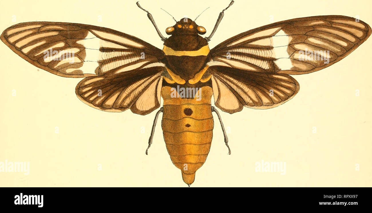 Himalaya insects hi-res stock photography and images - Alamy