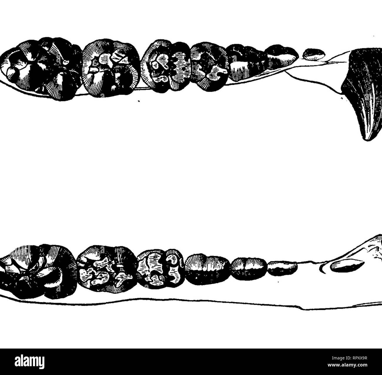 . The comparative anatomy of the domesticated animals. Veterinary ...