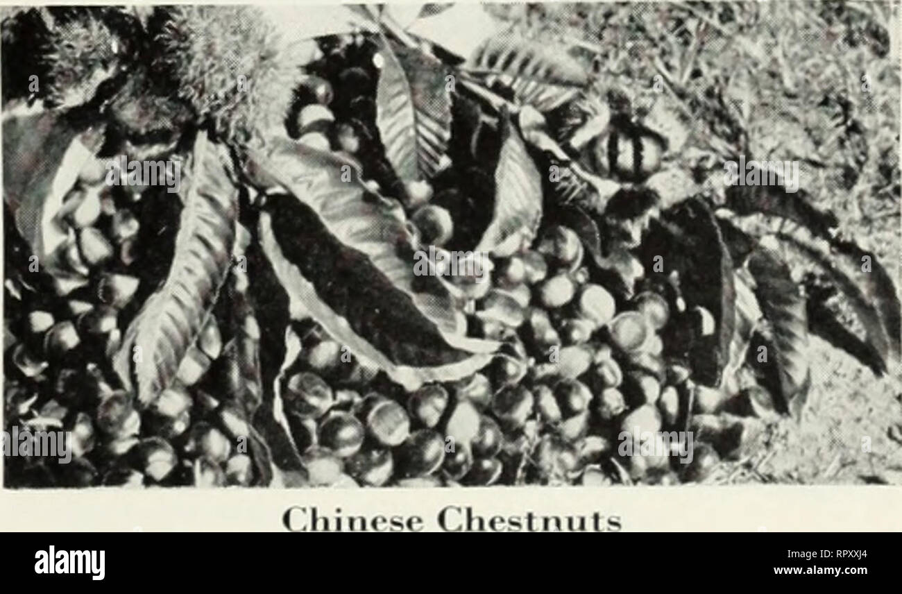 Chinese walnut tree hi-res stock photography and images - Alamy