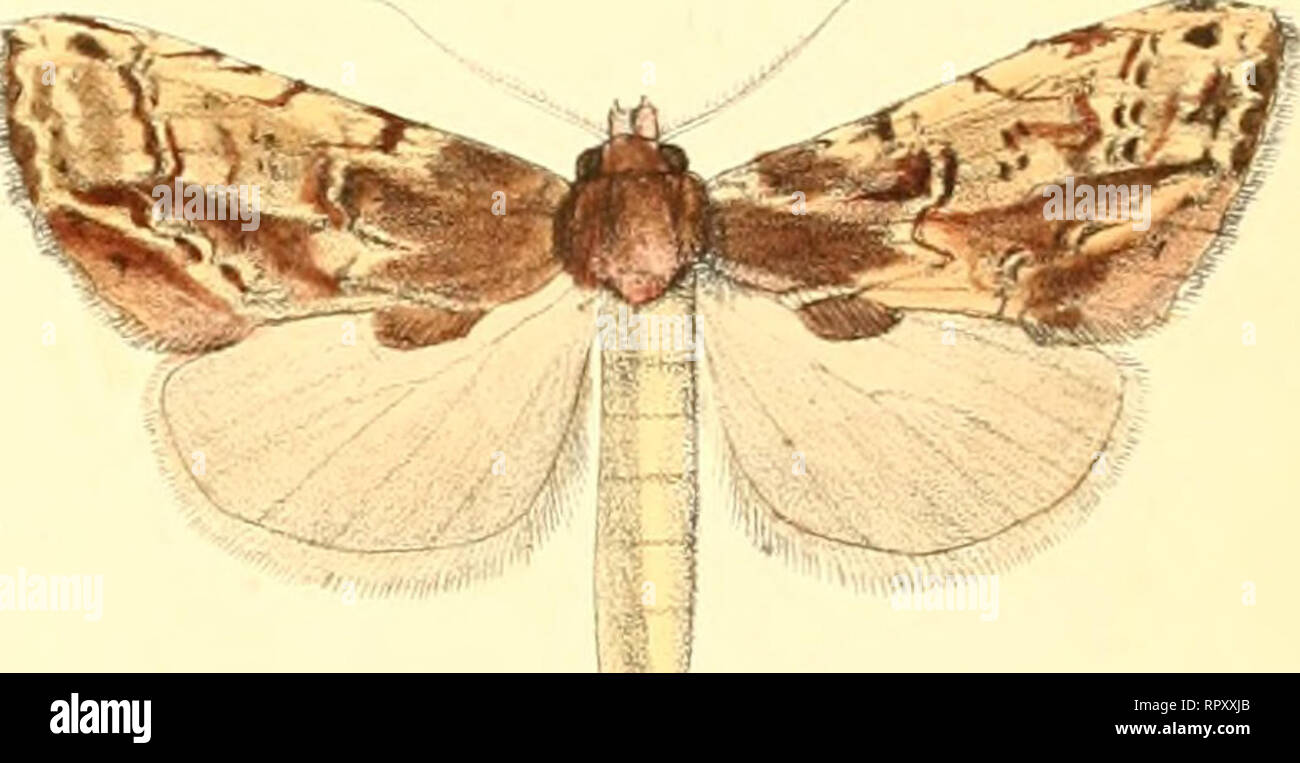 Himalaya insects hi-res stock photography and images - Alamy