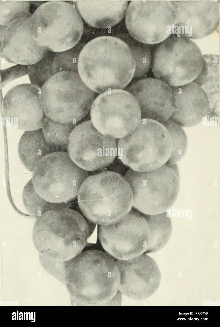 Commercially produced plants hi-res stock photography and images - Alamy