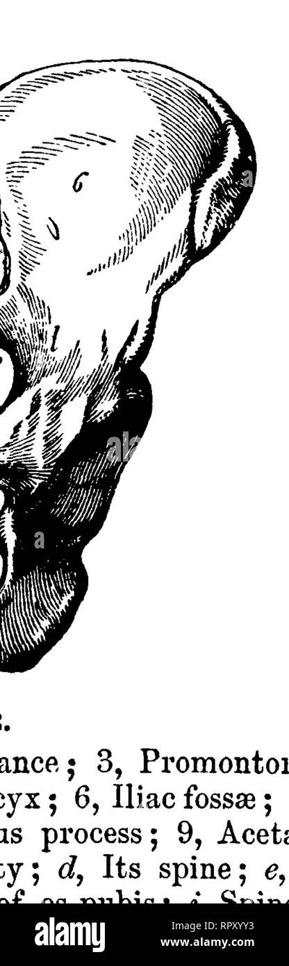 Lesser trochanter of femur Black and White Stock Photos & Images - Alamy