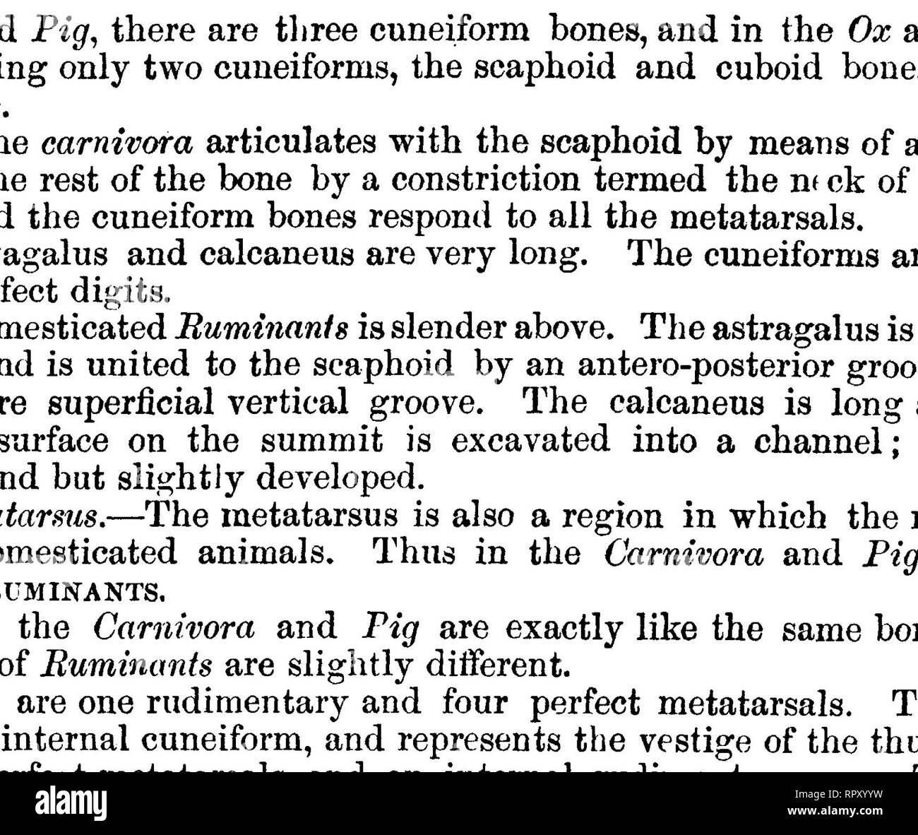 Linea aspera of femur hi-res stock photography and images - Alamy
