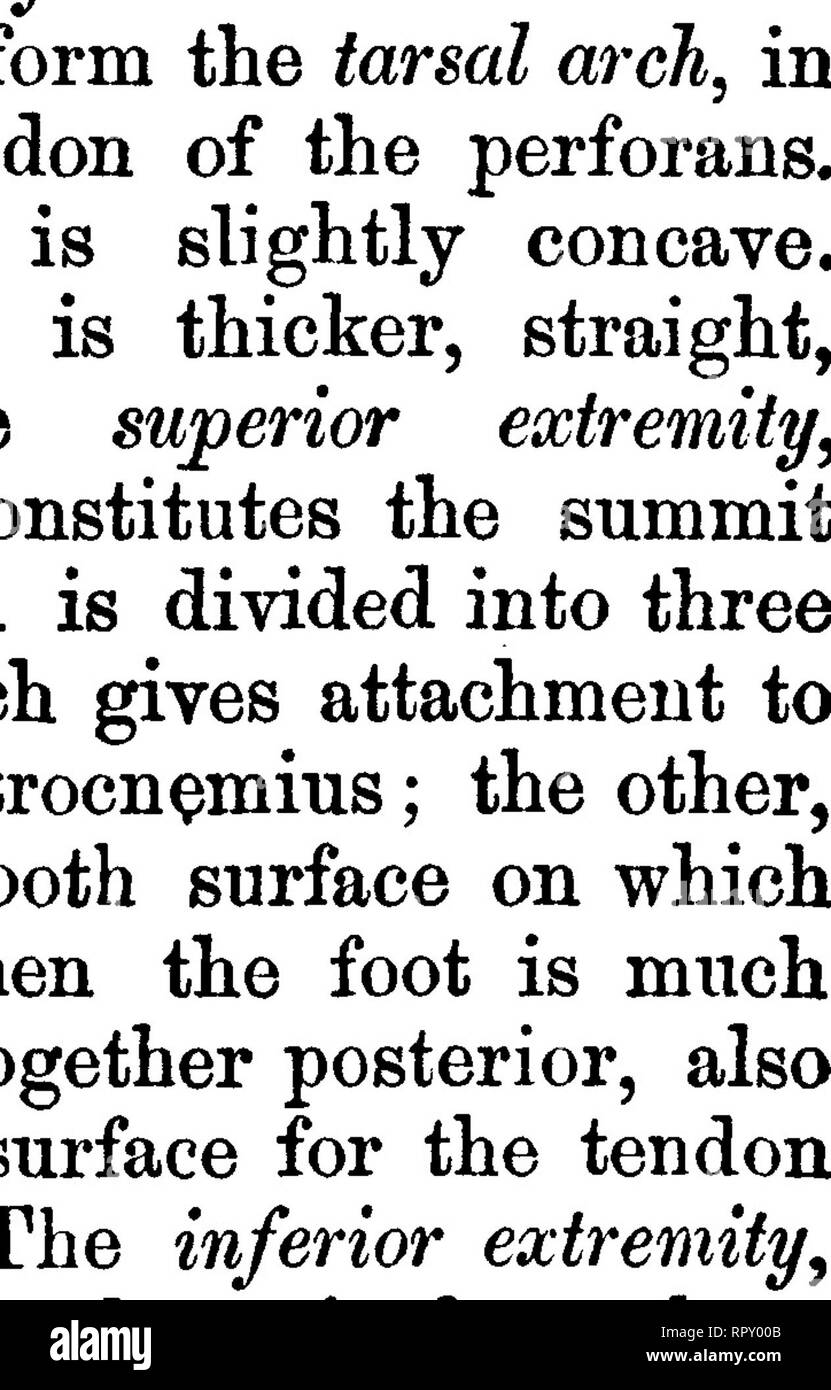 . The comparative anatomy of the domesticated animals. Veterinary ...