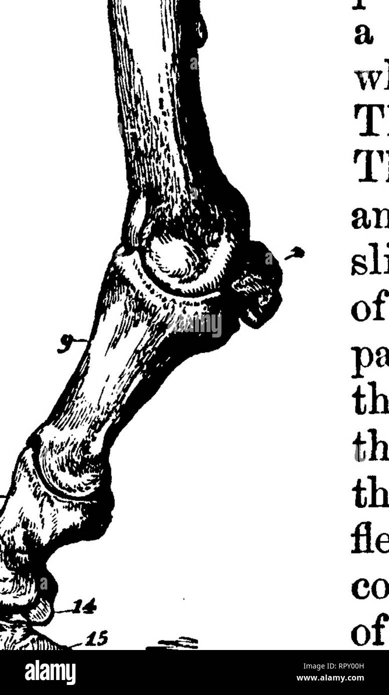 . The comparative anatomy of the domesticated animals. Veterinary ...