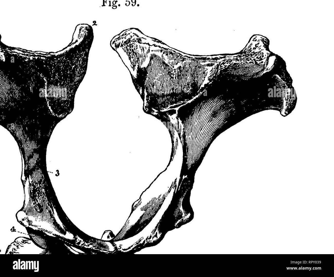 . The comparative anatomy of the domesticated animals. Veterinary ...