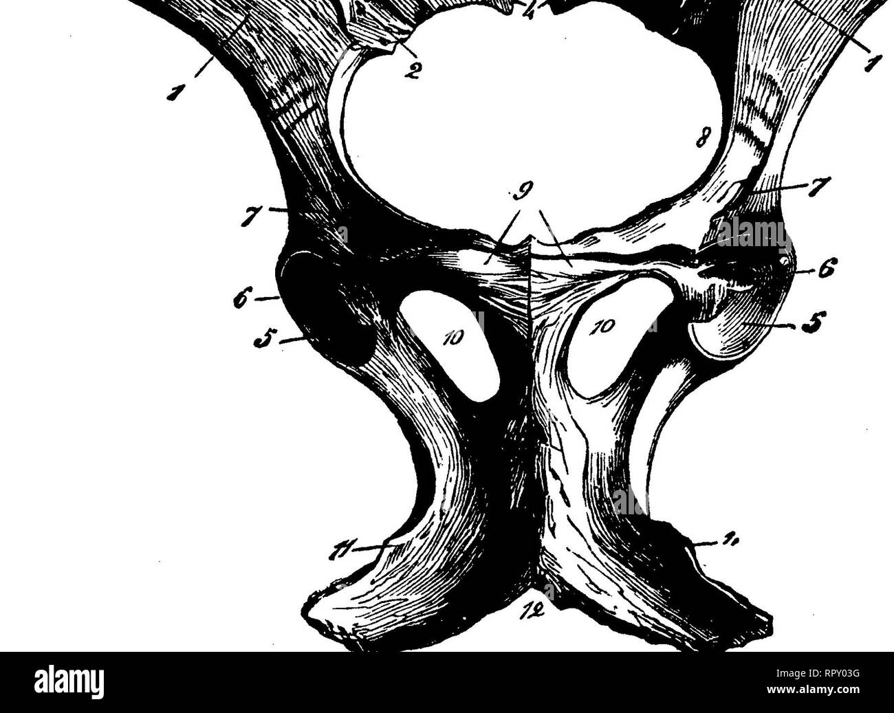 Cotyloid cavity Black and White Stock Photos & Images - Alamy