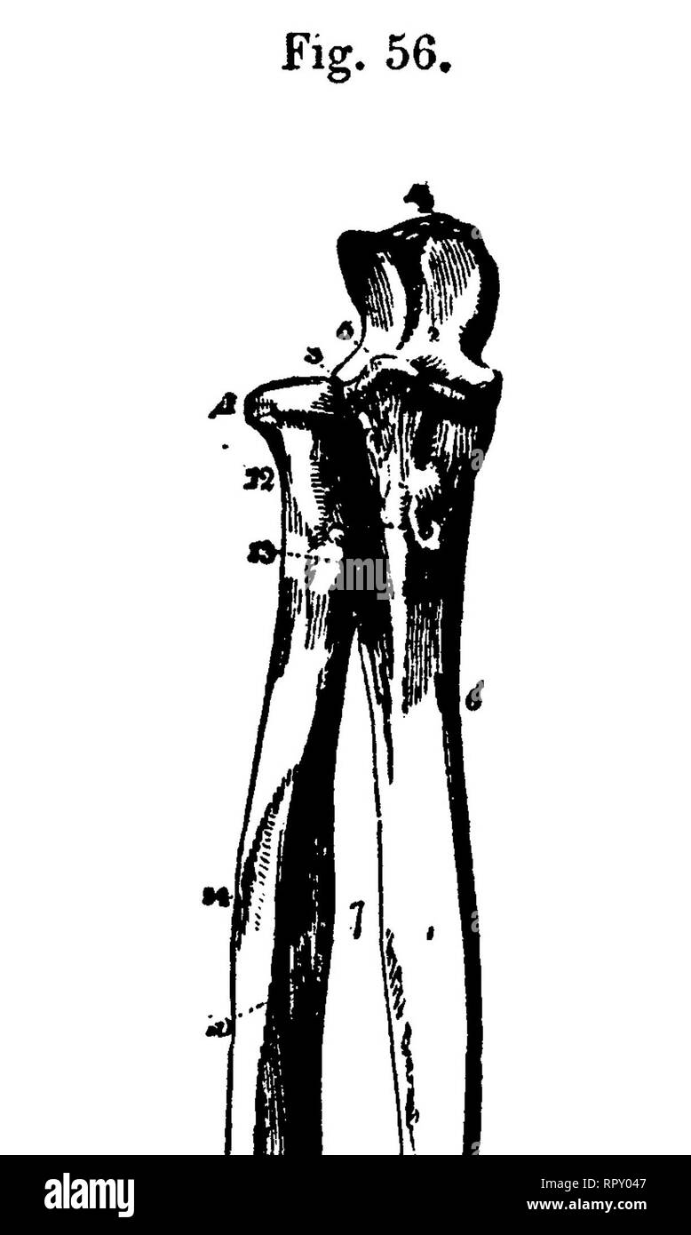 Unciform High Resolution Stock Photography and Images - Alamy