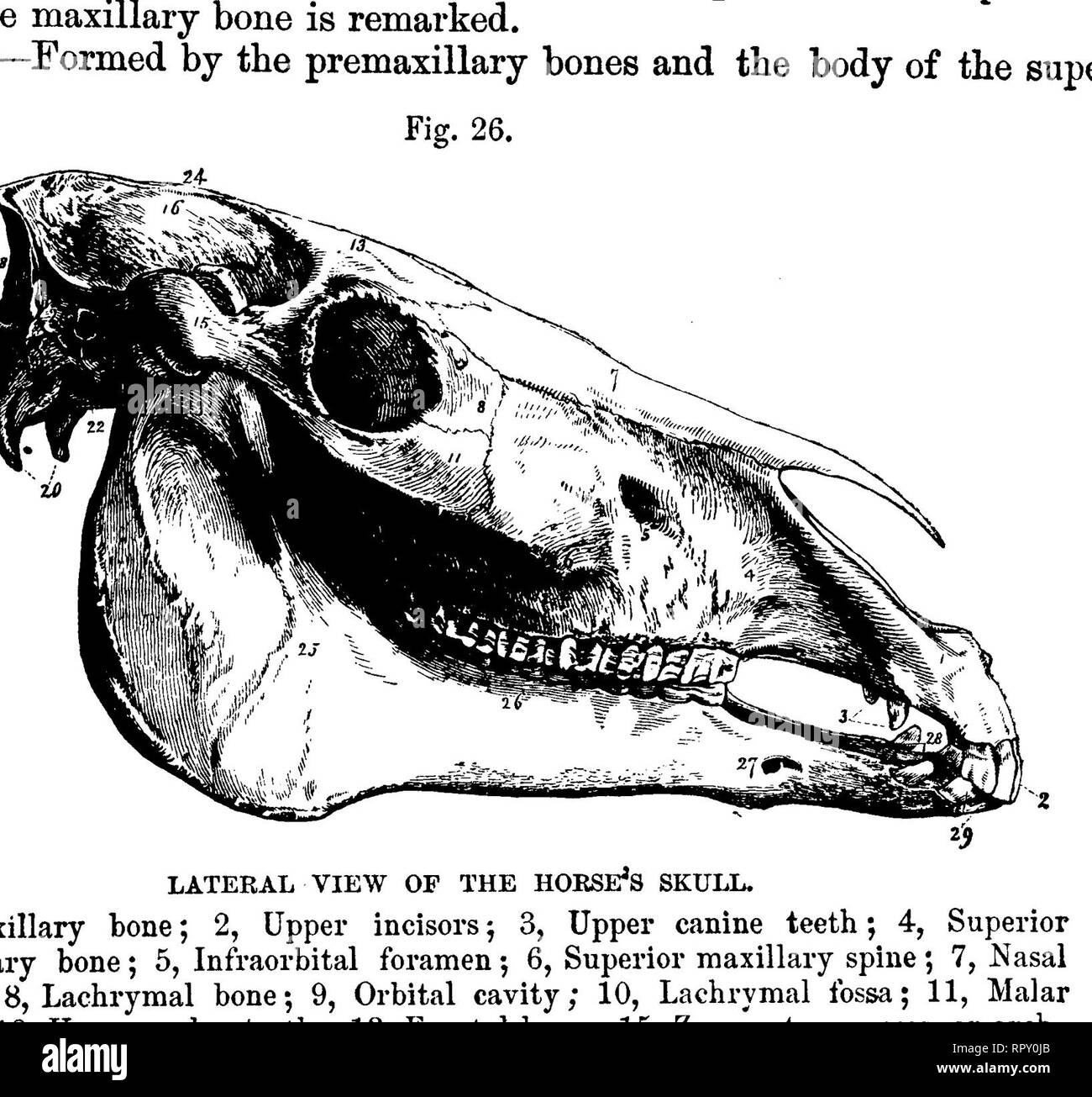 . The comparative anatomy of the domesticated animals. Veterinary ...