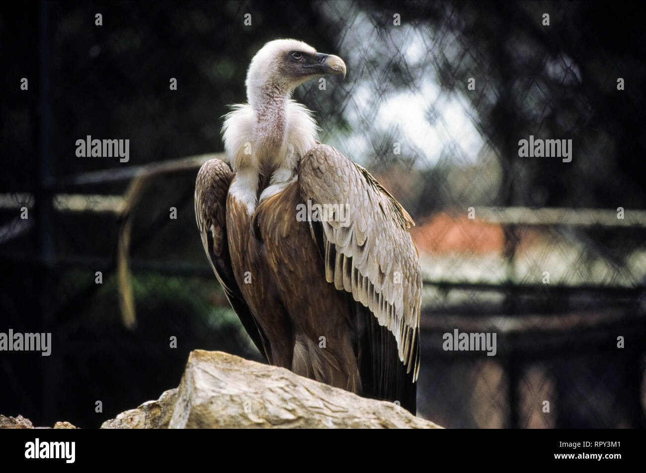 GEIER / GEIER / Überschrift: GEIER Stock Photo - Alamy