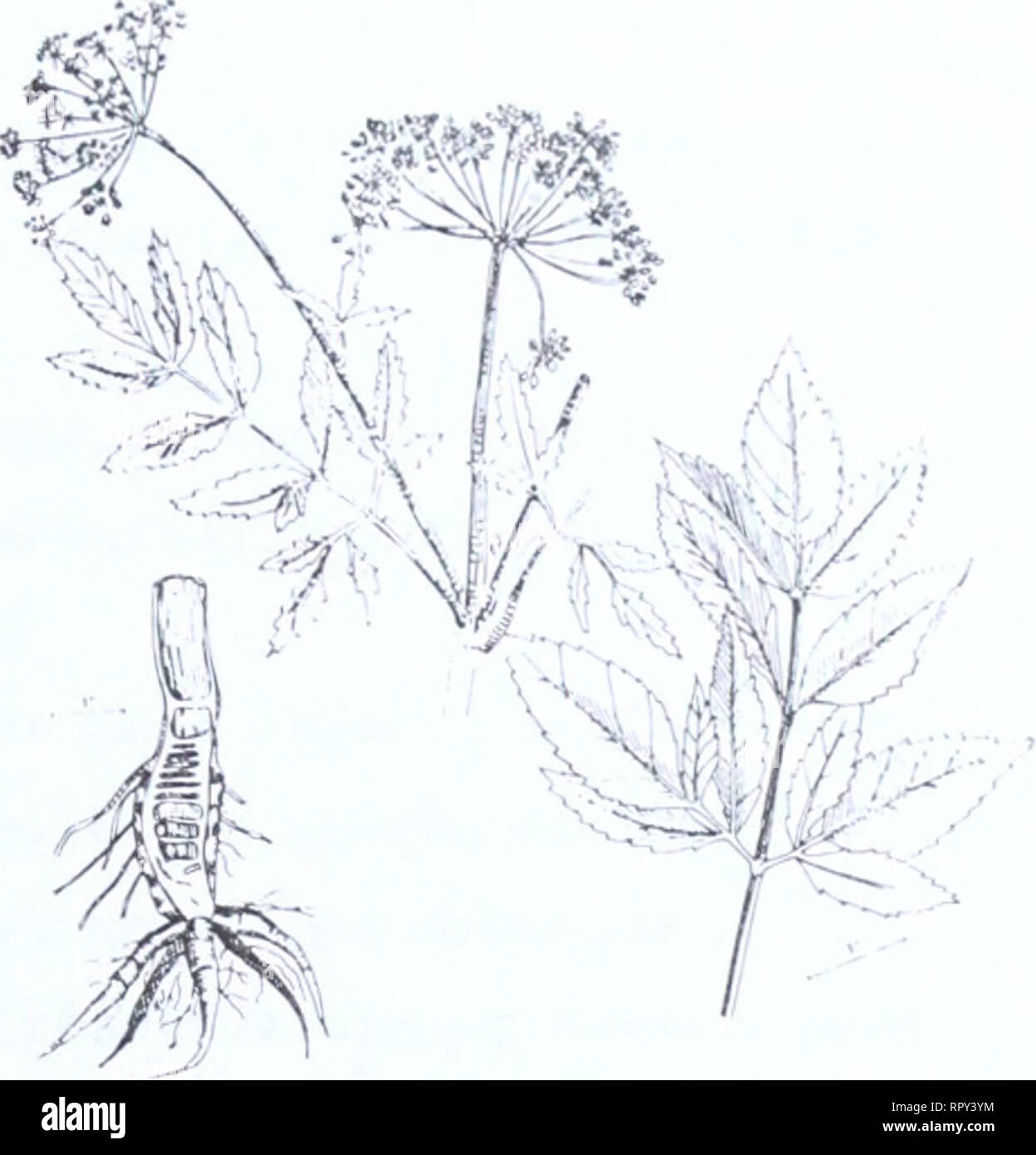 . Agri-news. Agriculture. 6. WATER HEMLOCK Poison plants can threaten ...