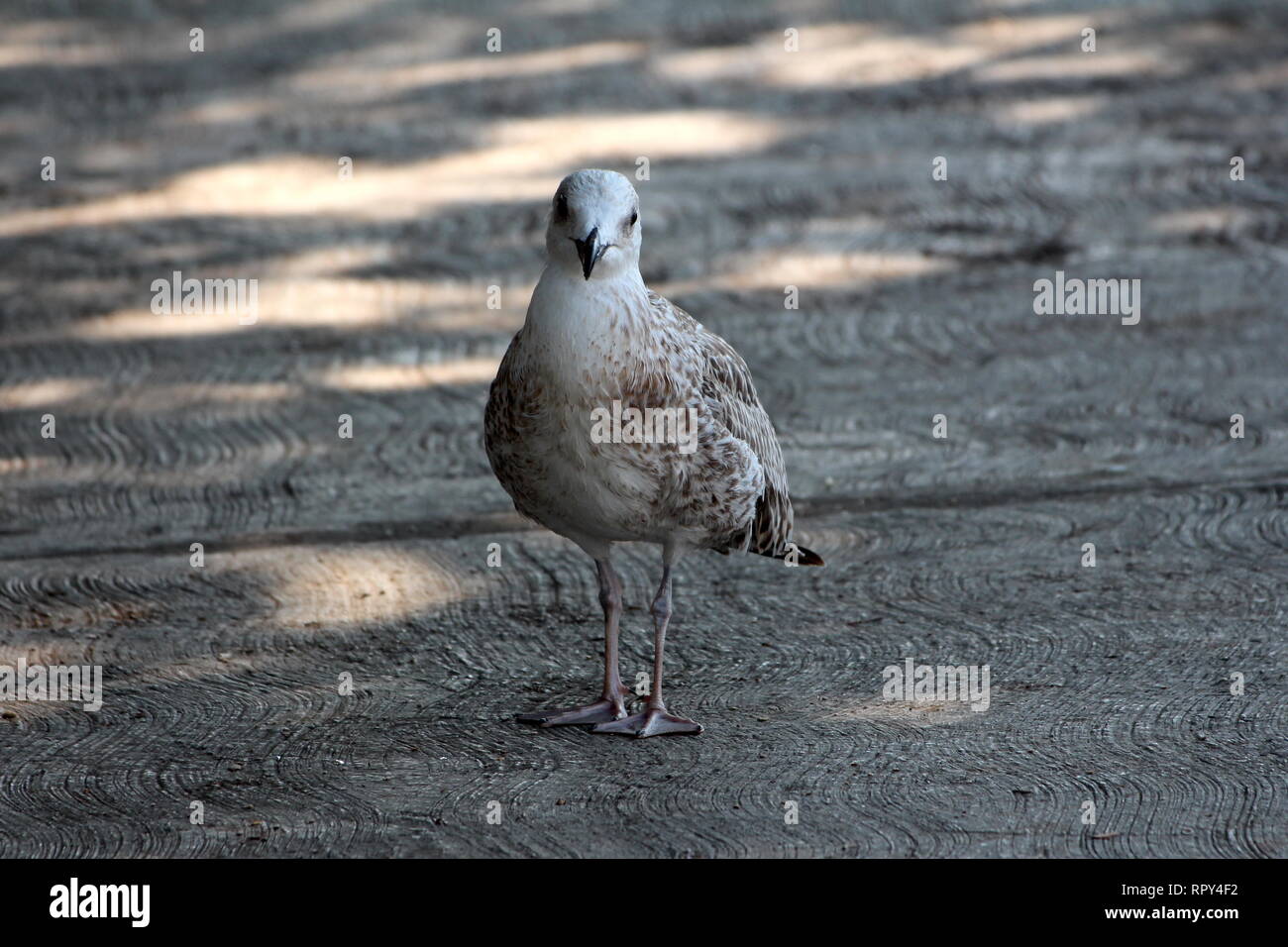 Light grey bird with dark grey to brown spots on wings standing on ...