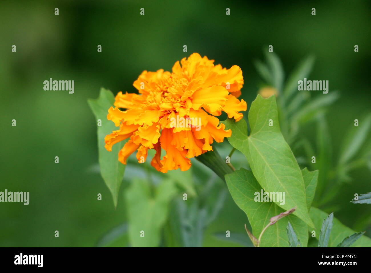 Big marigold hi-res stock photography and images - Alamy