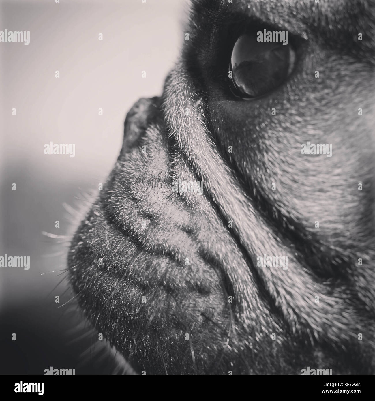 Side profile of french bulldogs face in black and white Stock Photo - Alamy