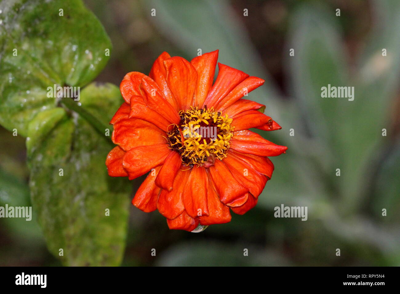 Shrivel hi-res stock photography and images - Alamy