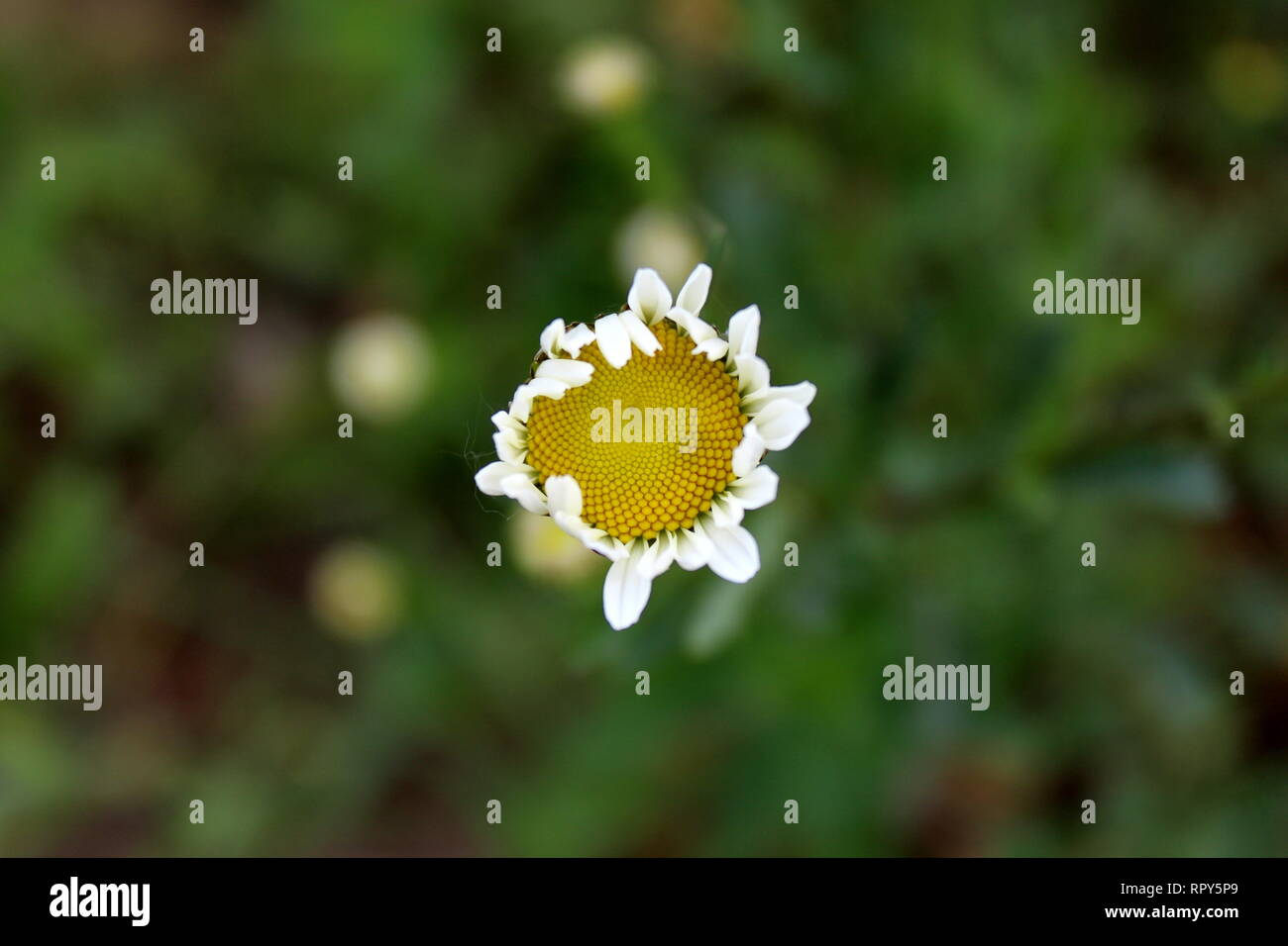 Partially open Oxeye daisy or Leucanthemum vulgare or Ox-eye daisy or ...