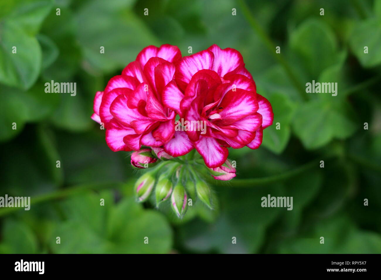 Pelargonium fully blooming bi-colored flowers with petals in white to ...