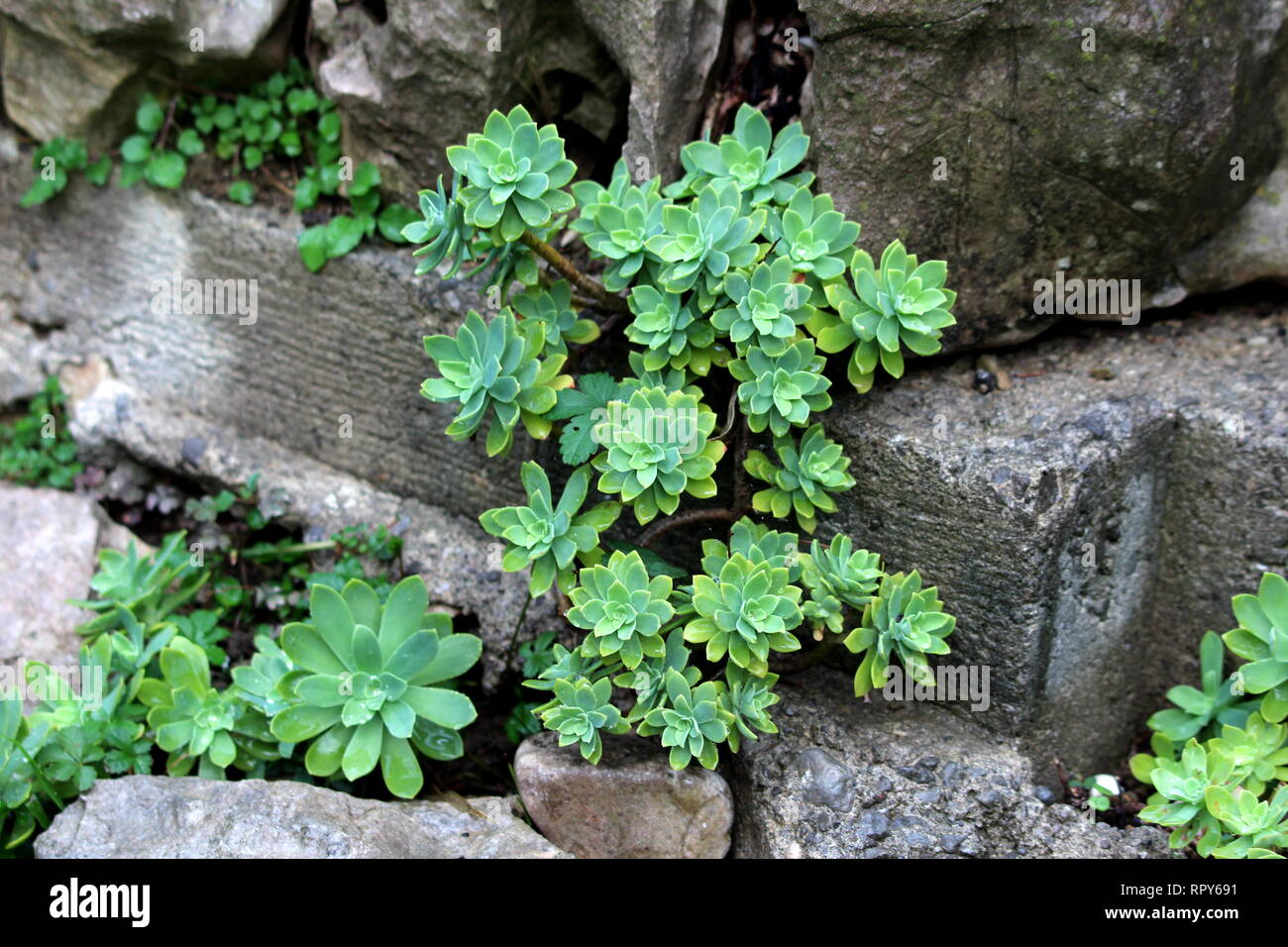 Sedum or Stonecrop perennial leaf succulent with water-storing leaves ...