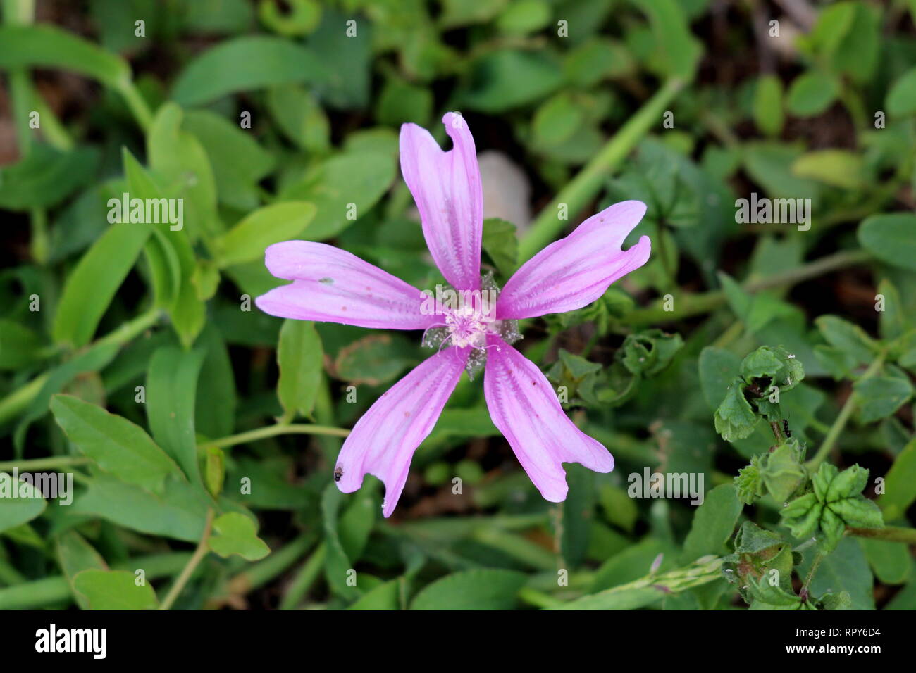 Single Common mallow or Malva sylvestris or Cheeses or High mallow or ...