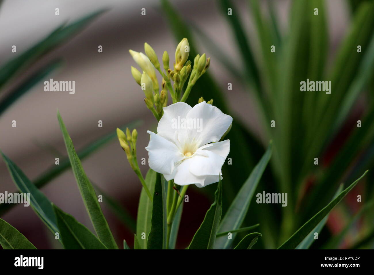 Single white Oleander or Nerium oleander shrub plant with fully open ...