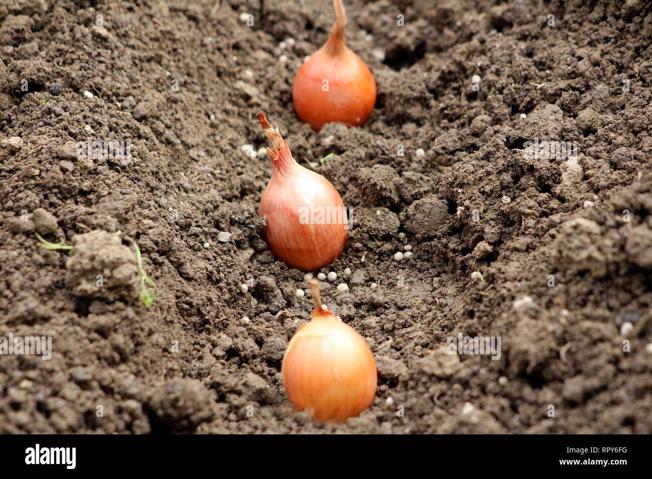 Row of onion bulbs hi-res stock photography and images - Alamy
