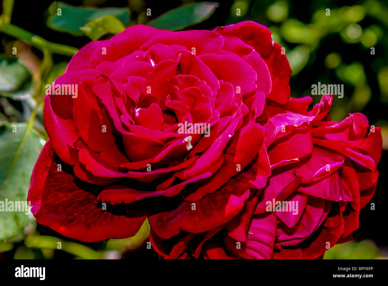 Flor roja hi-res stock photography and images - Alamy