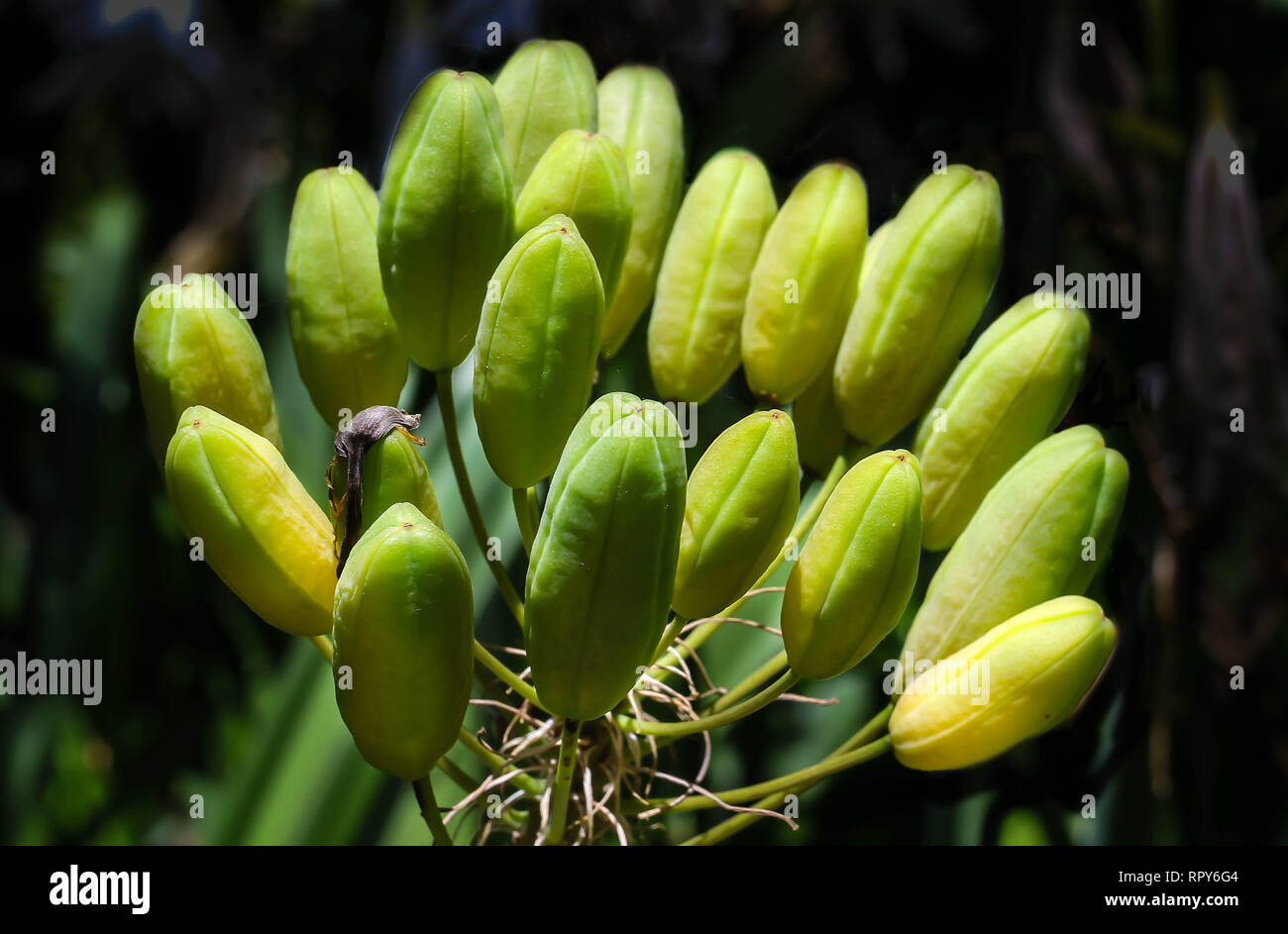 Capullos hi-res stock photography and images - Alamy