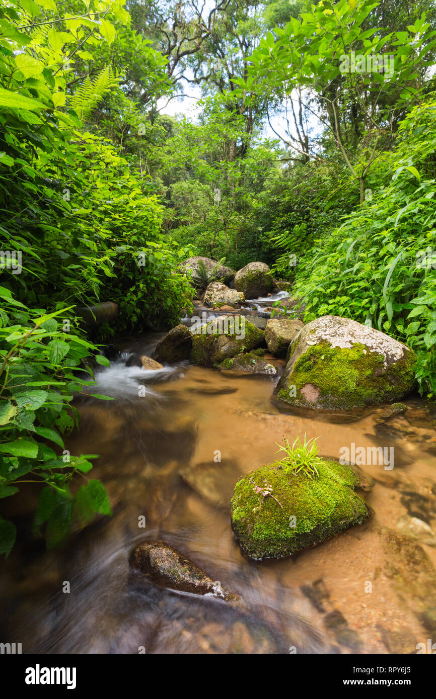 Stream in the wood Stock Photo - Alamy