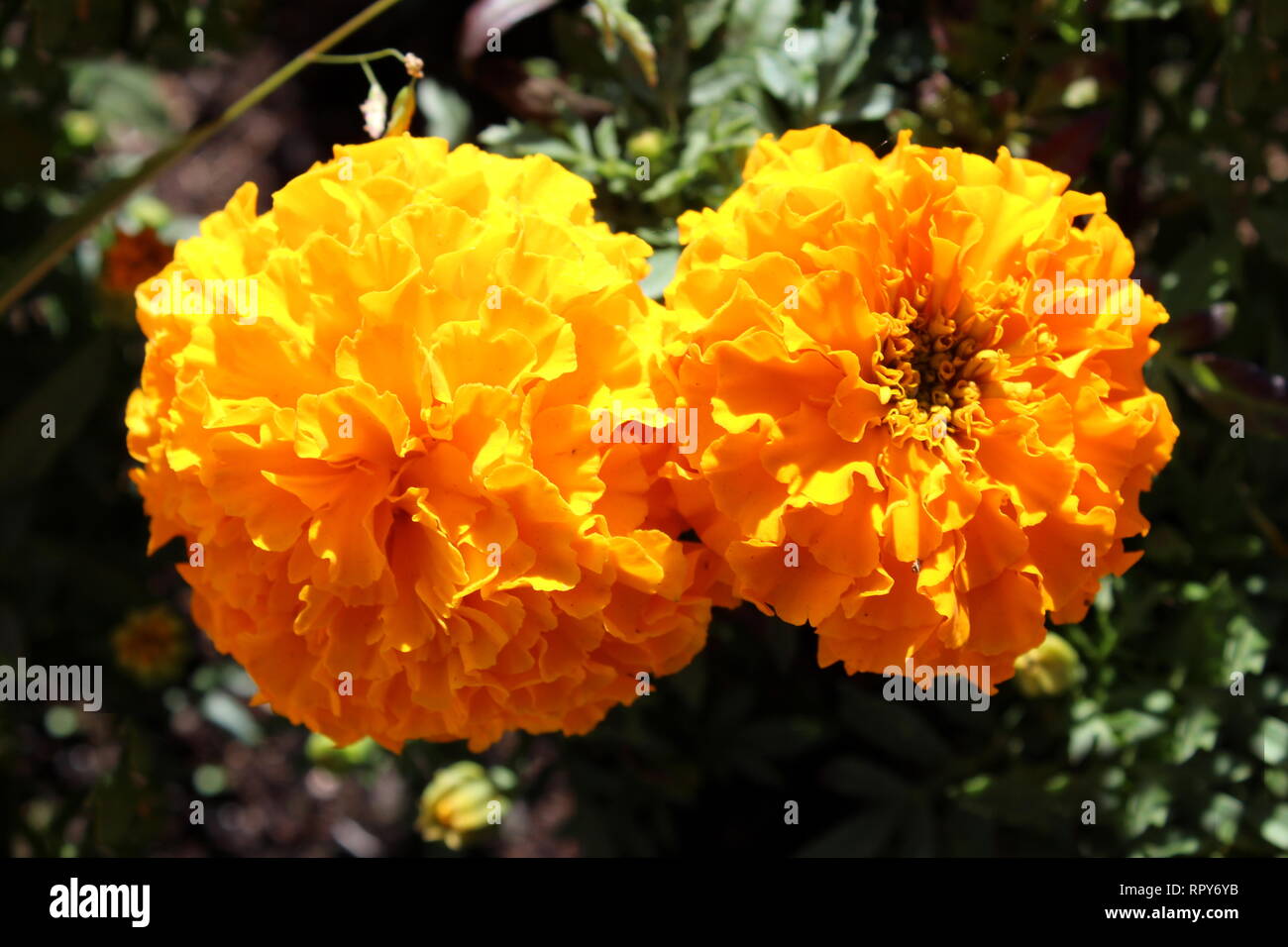 Two fully open English marigold or Pot marigold or Calendula ...