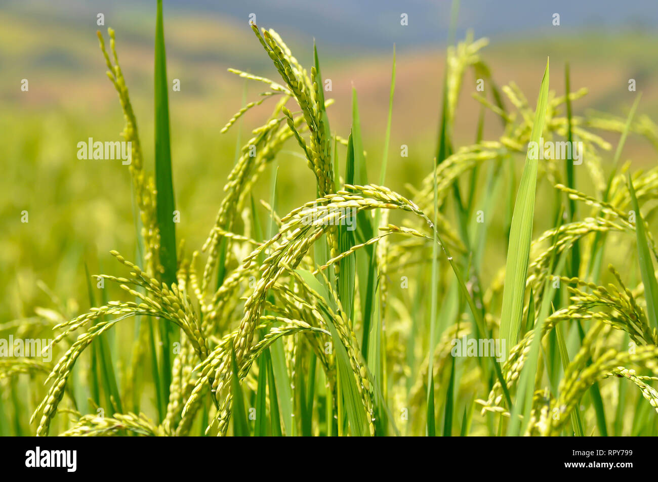 rice field or paddy field or rice plant Stock Photo - Alamy