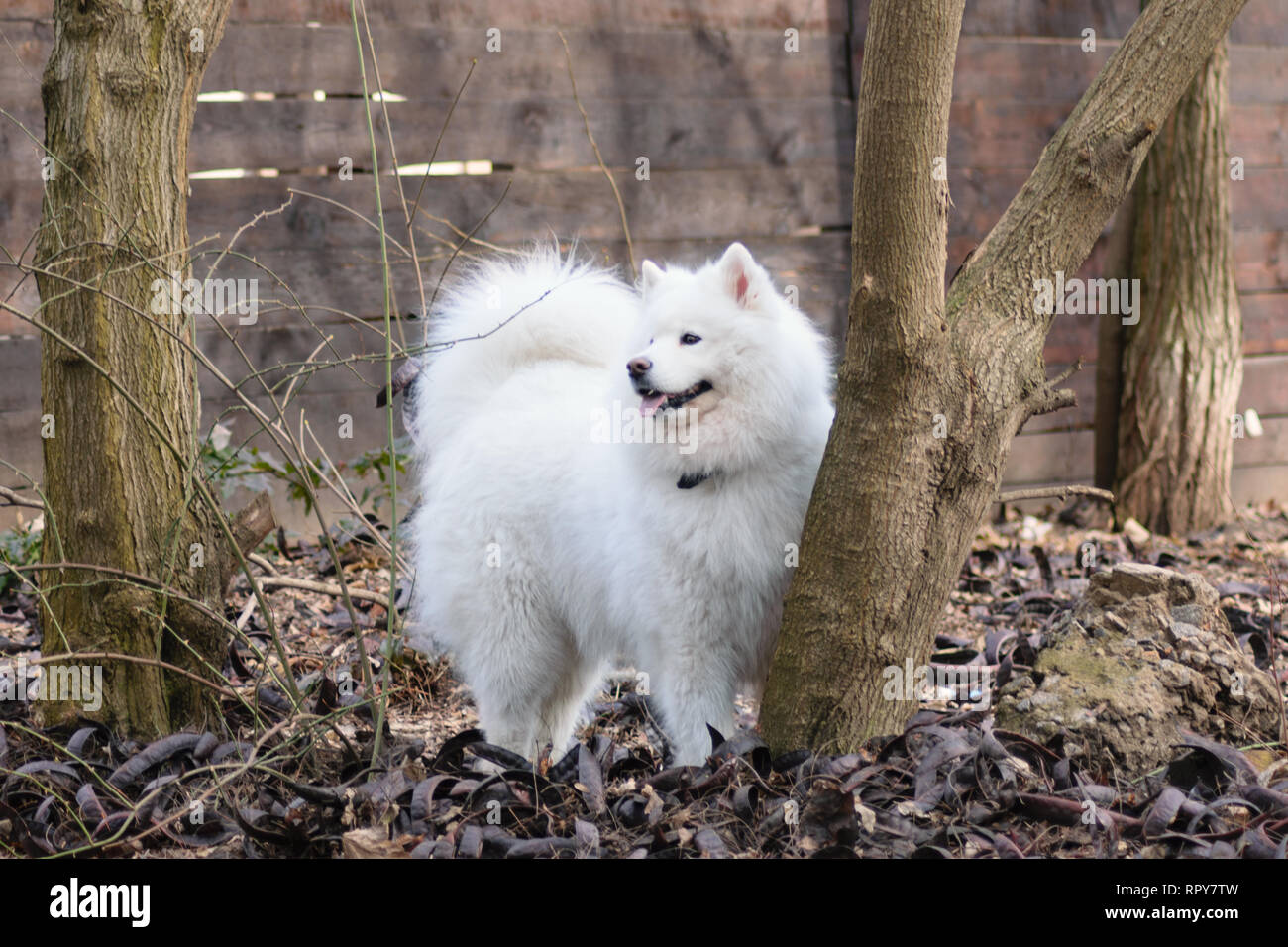 Samoyed. Beautiful fluffy white dog. Amazing animal Stock Photo - Alamy