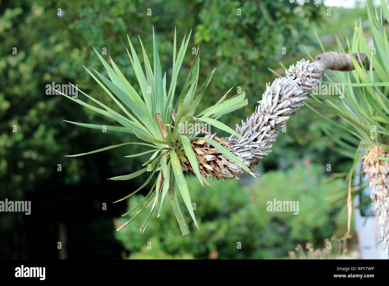 Sideways growing tree hi-res stock photography and images - Alamy