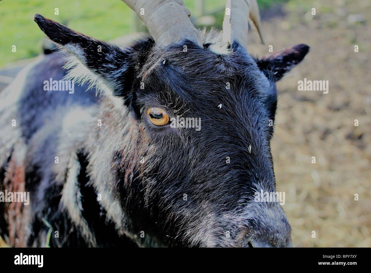 Goat farm farmanimal farm animal wildlife nature horns antlers mud hi ...