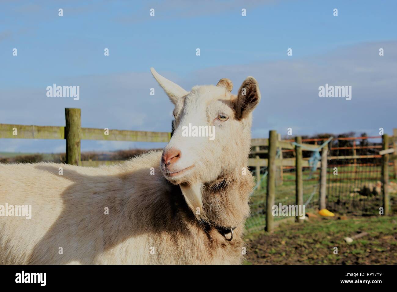 Chin goat hi-res stock photography and images - Alamy