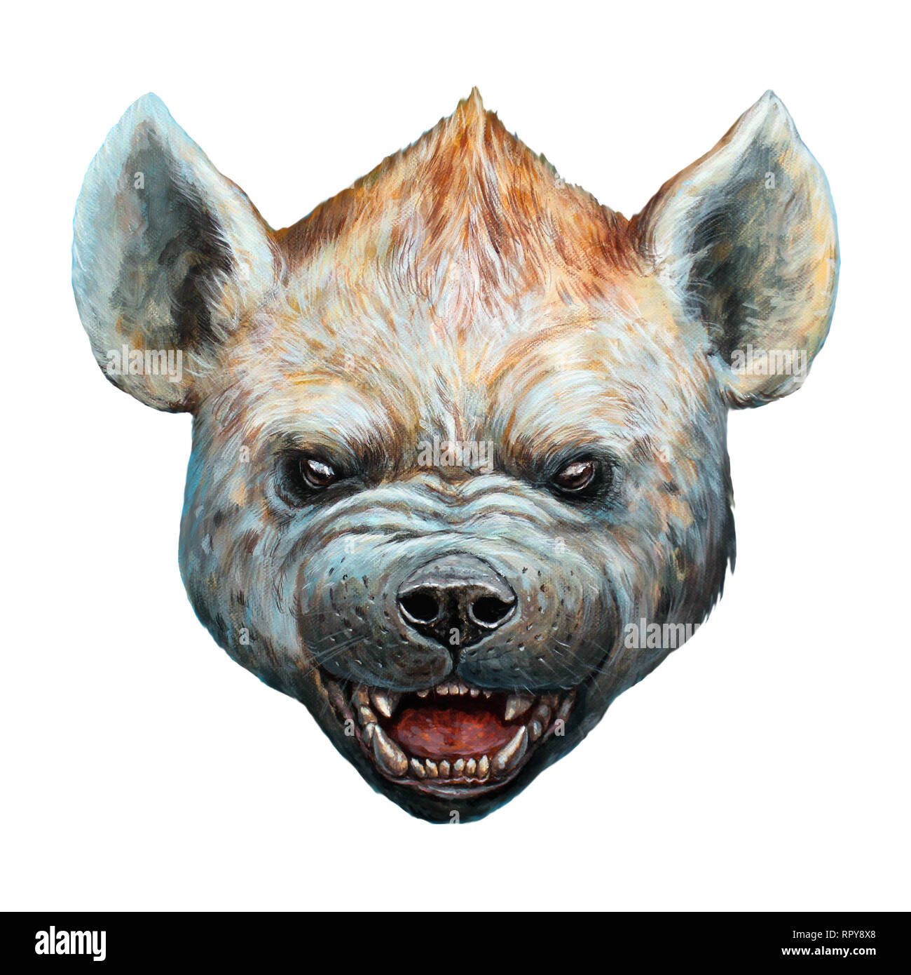 Spotted hyena portrait. Hyena roaring illustration Stock Photo - Alamy