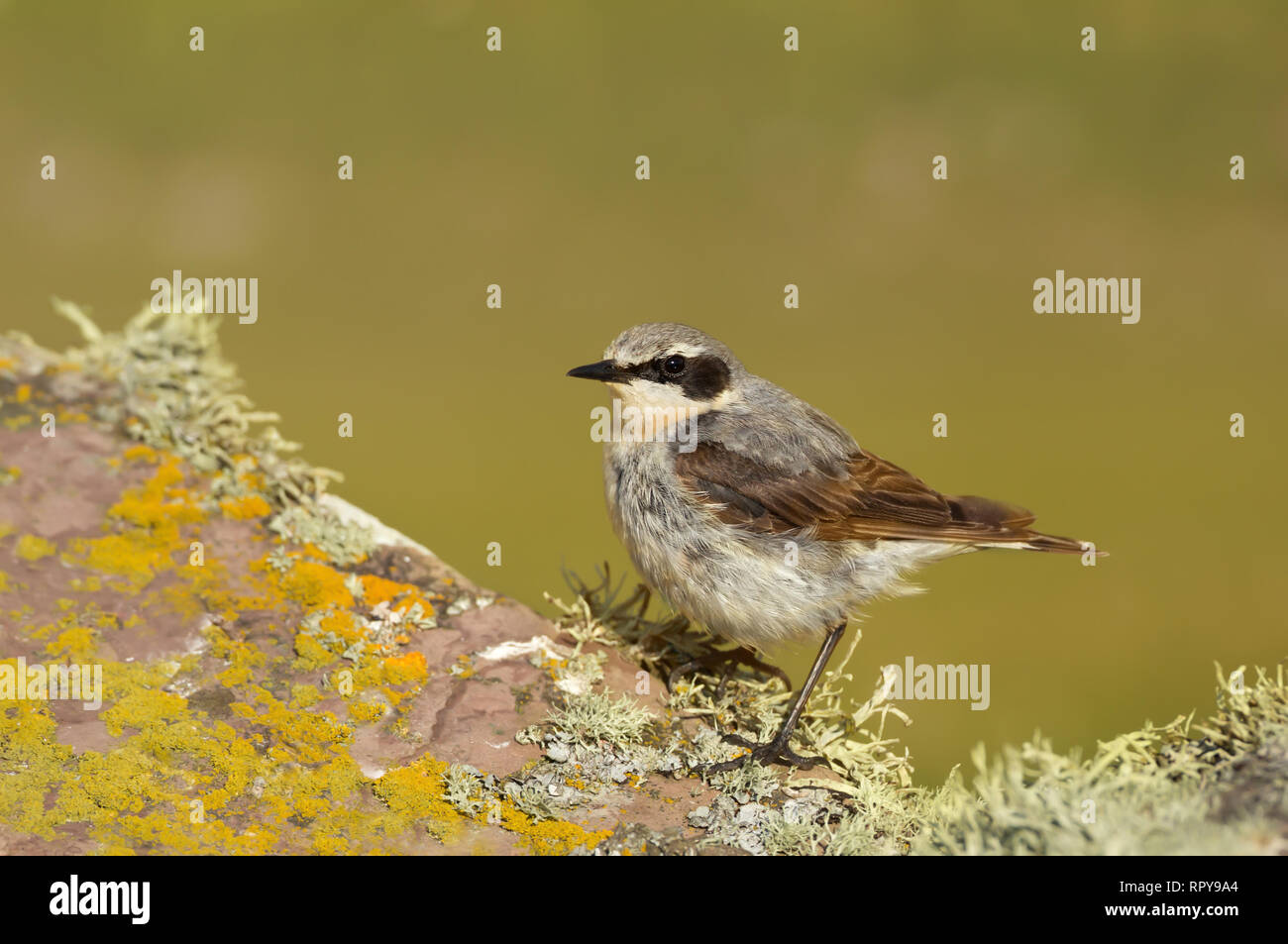 Wheatear bird uk hi-res stock photography and images - Alamy