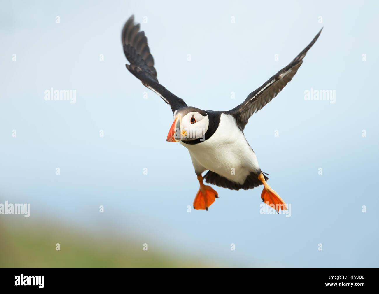 Puffin flying north atlantic hi-res stock photography and images - Alamy