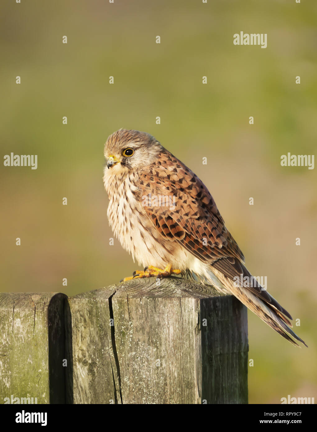 Uk british kestrel hi-res stock photography and images - Alamy