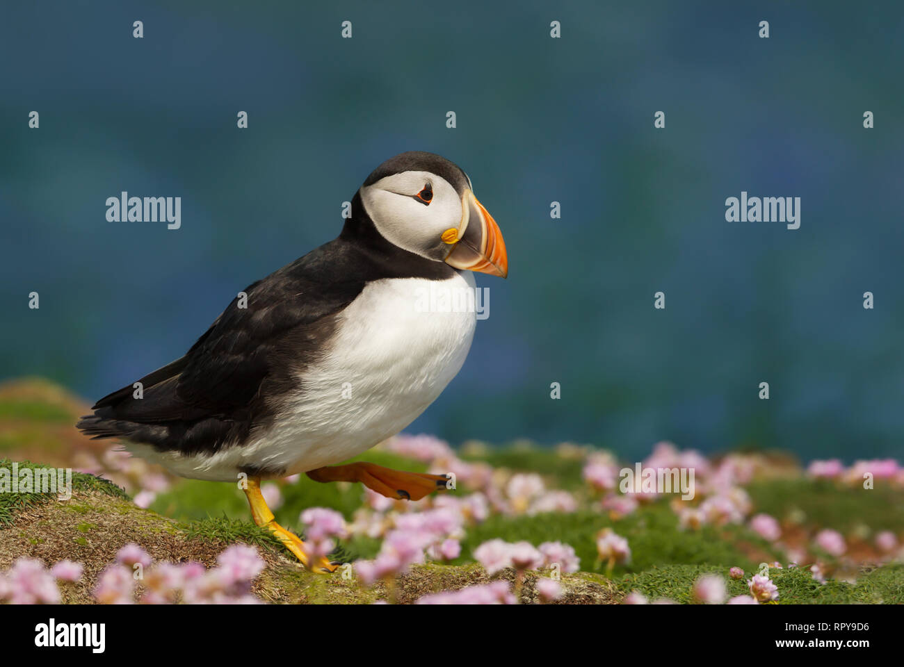 Puffin walking wildlife hi-res stock photography and images - Alamy