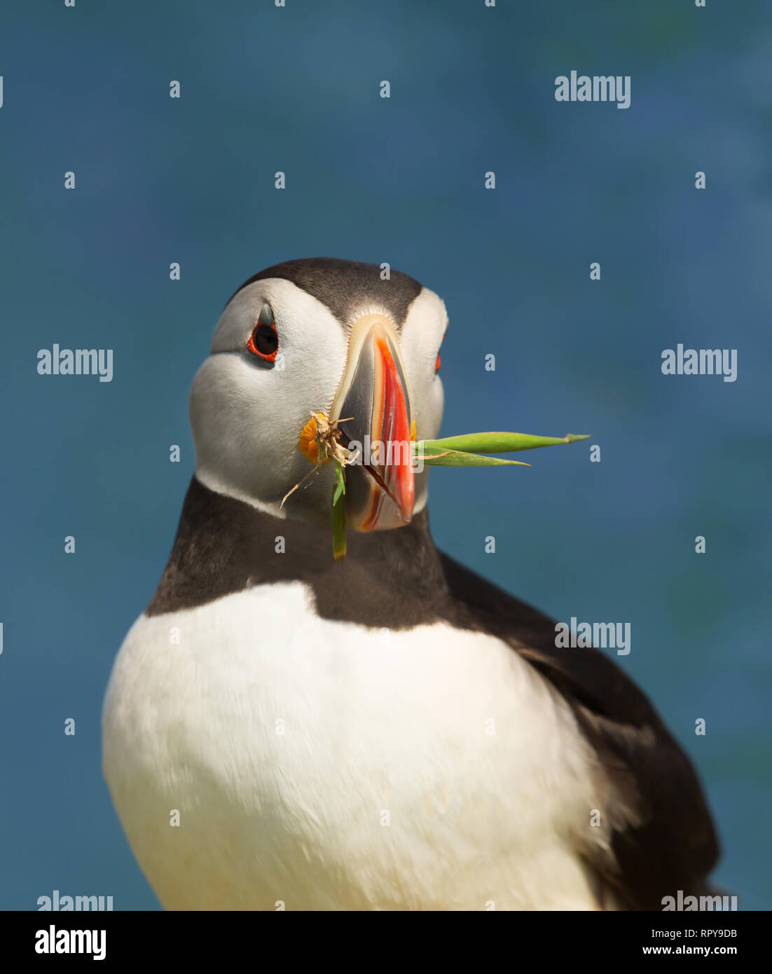 Portrait of Atlantic puffin with nesting material, Noss island ...
