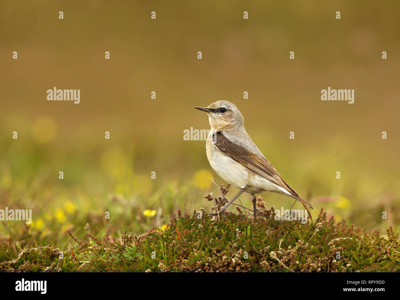 Female wheatear uk hi-res stock photography and images - Alamy