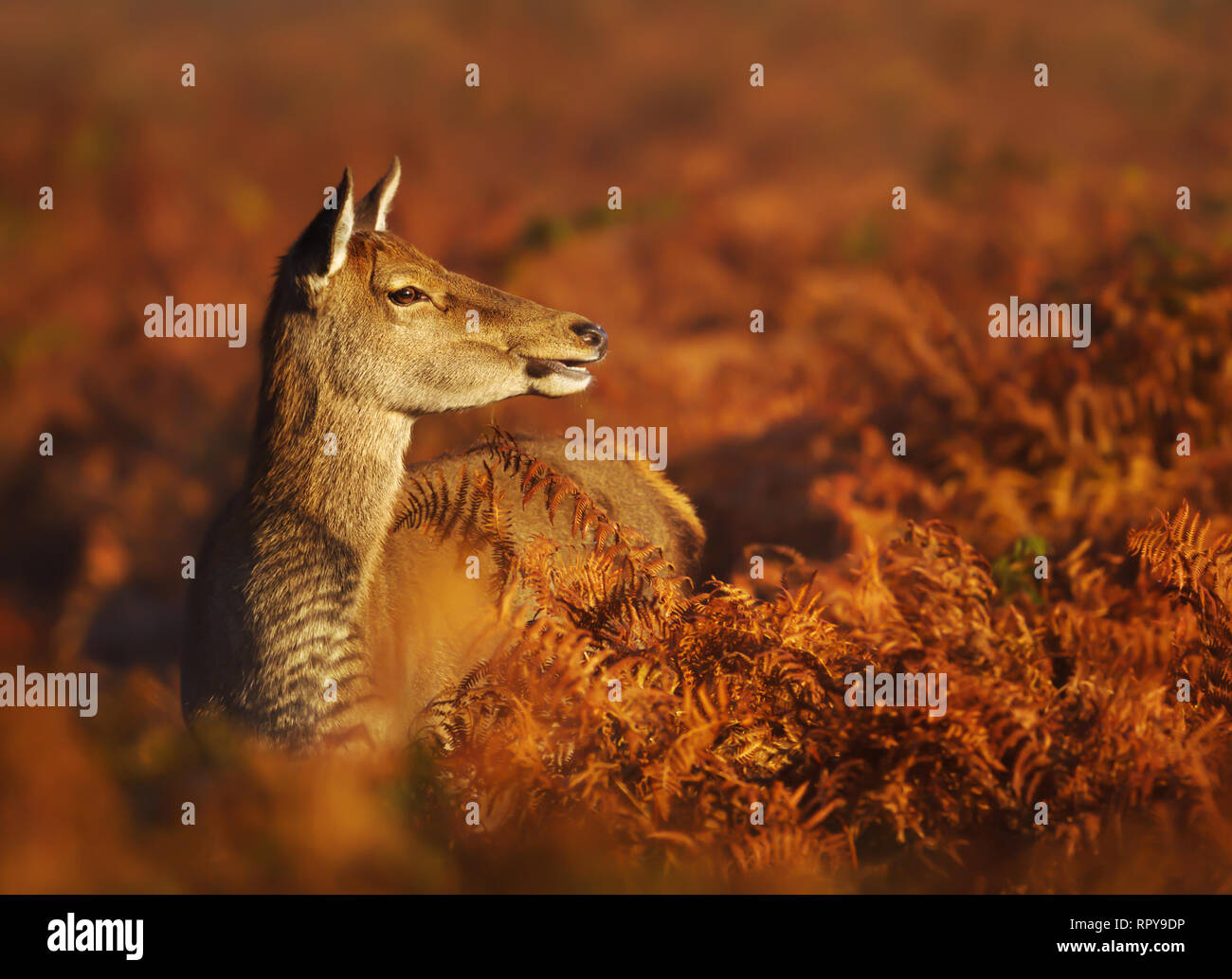 Deer mating hi-res stock photography and images - Alamy